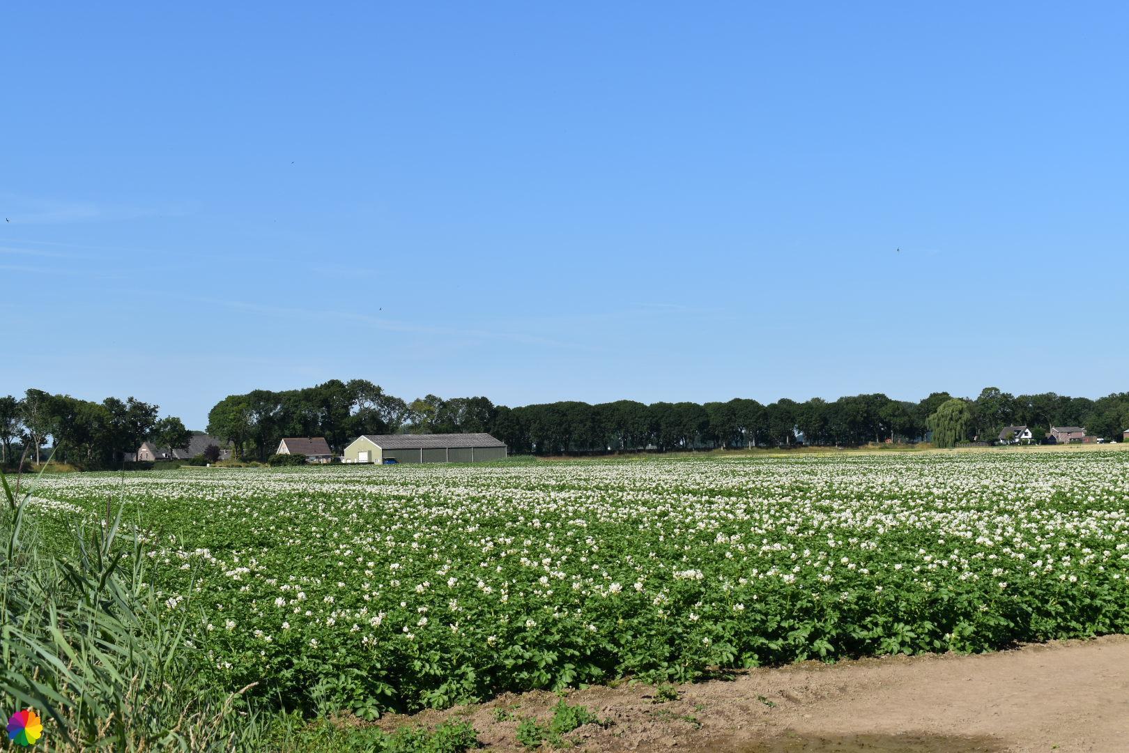 Grote rivierenpad: laatste stukje Erasmuspad en Rhoonse Grienden ...
